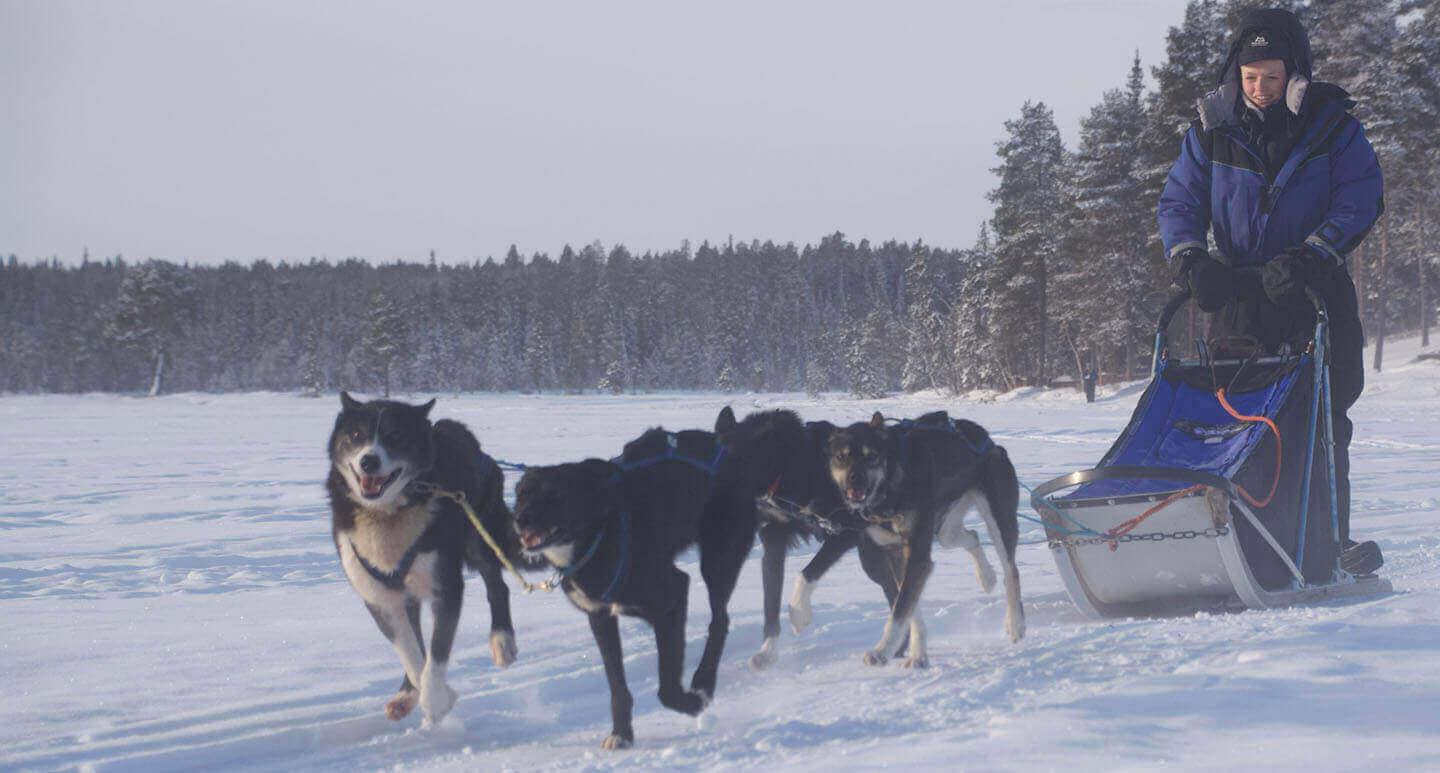 Drive Your Own Team of Huskies - Husky Tours Lapland Sweden